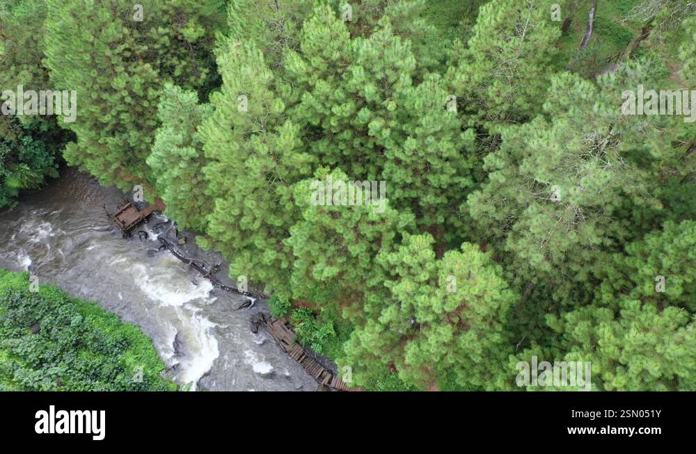 River water inside dense green canopy tree forest, aerial drone in ...