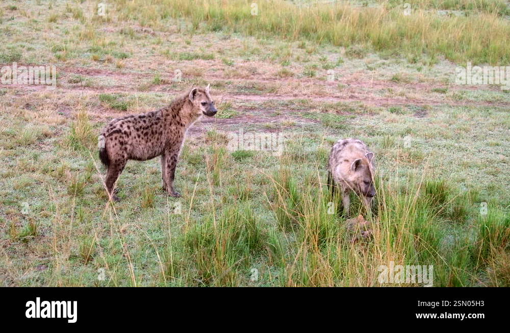 Two spotted hyenas standing in a grassy field, alert in their natural ...