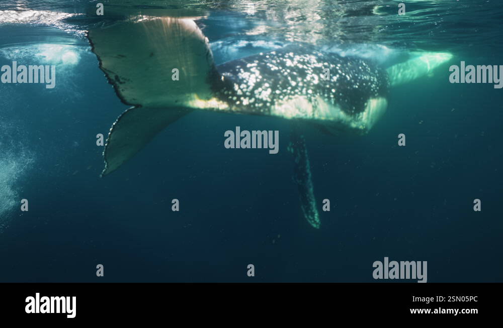 Humpback whale giant tail underwater of Pacific Ocean. Giant animal ...