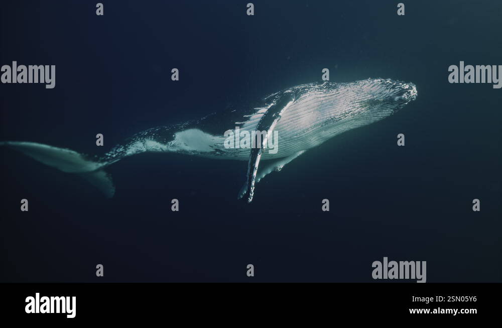 Humpback whale giant body turn to camera underwater Pacific Ocean ...