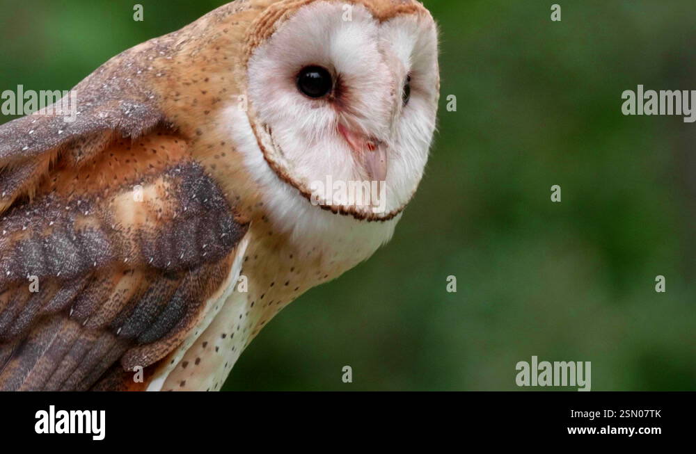 Beautiful Barn Owl, Wild Animal Close Up, Avian Owl Stock Video Footage ...
