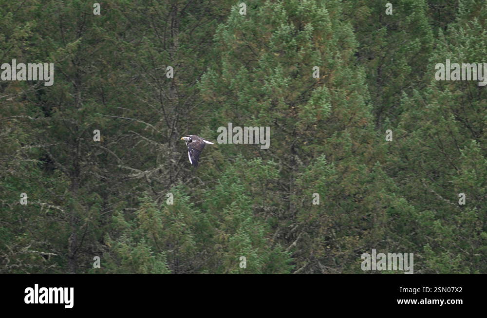 Bald Eagle flying in slow motion through the forest in Idaho Stock ...