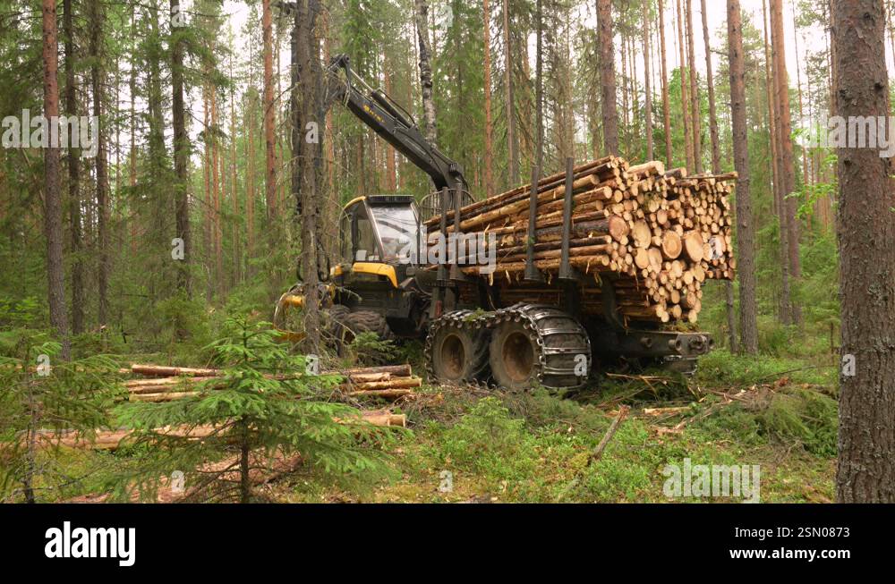 A forwarder loader loads and transports felled logs in a forest ...
