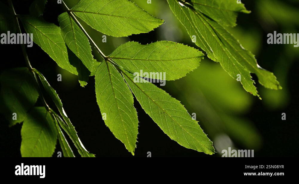 Foliage of chestnut trees , forest of Plan de Fontmort, the Cevennes ...