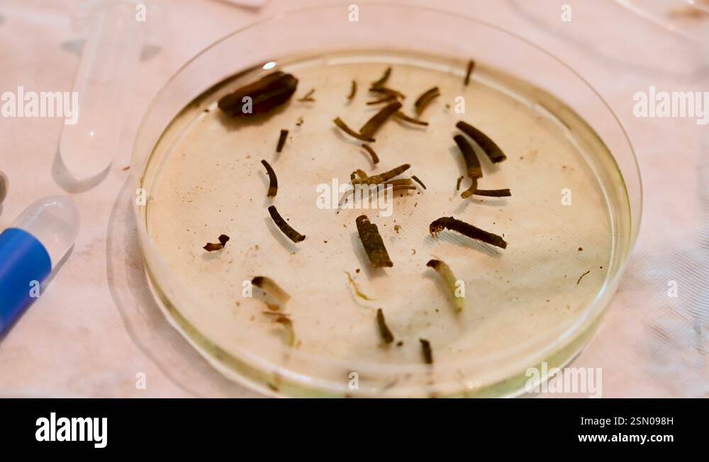 Larvae and other organisms in the bowl under the microscope Stock Video ...