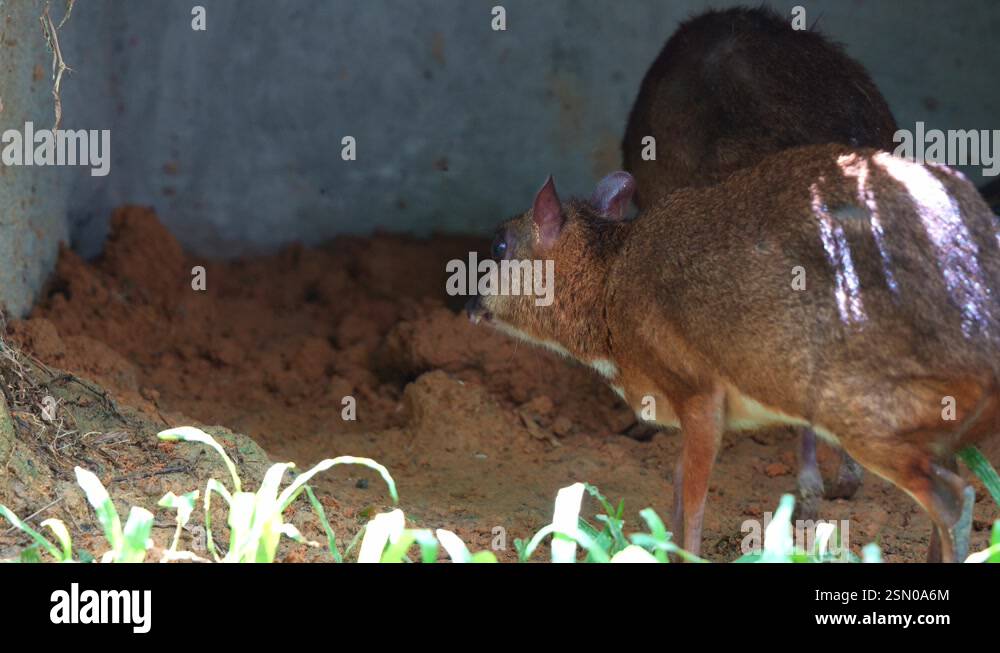 Lesser mouse deer, (Tragulus kanchil) by the manmade burrow, alerted by ...