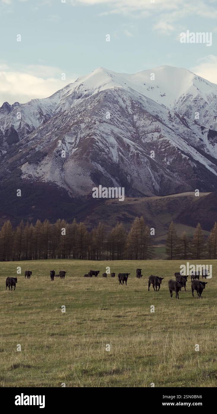 Cattle walking on farm located in scenic view of mountainside Stock ...