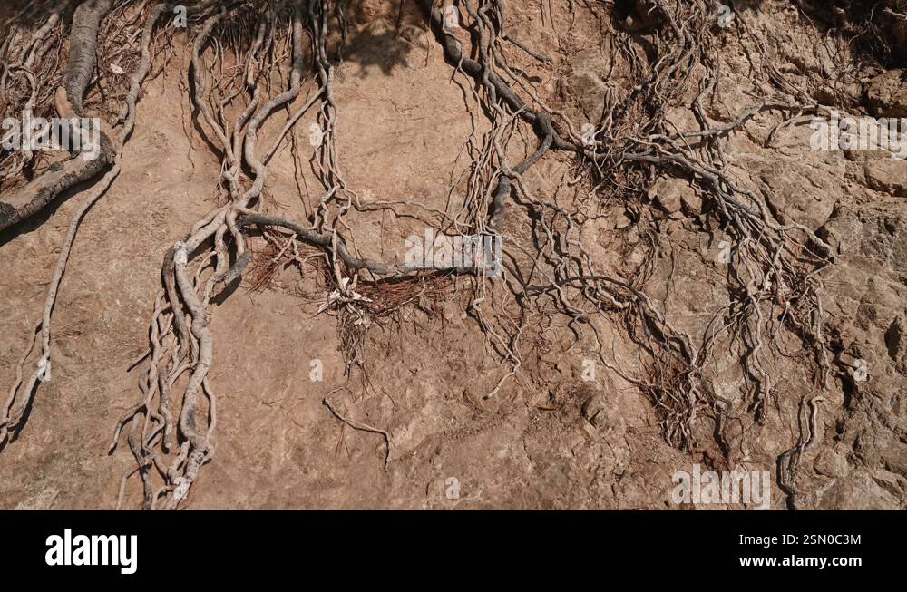 Tree roots in the ground, close-up. Veins of tree roots underground ...