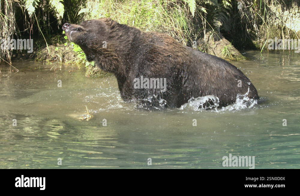 Big brown bear in salmon lagoon shakes off water in slow motion, sunny ...