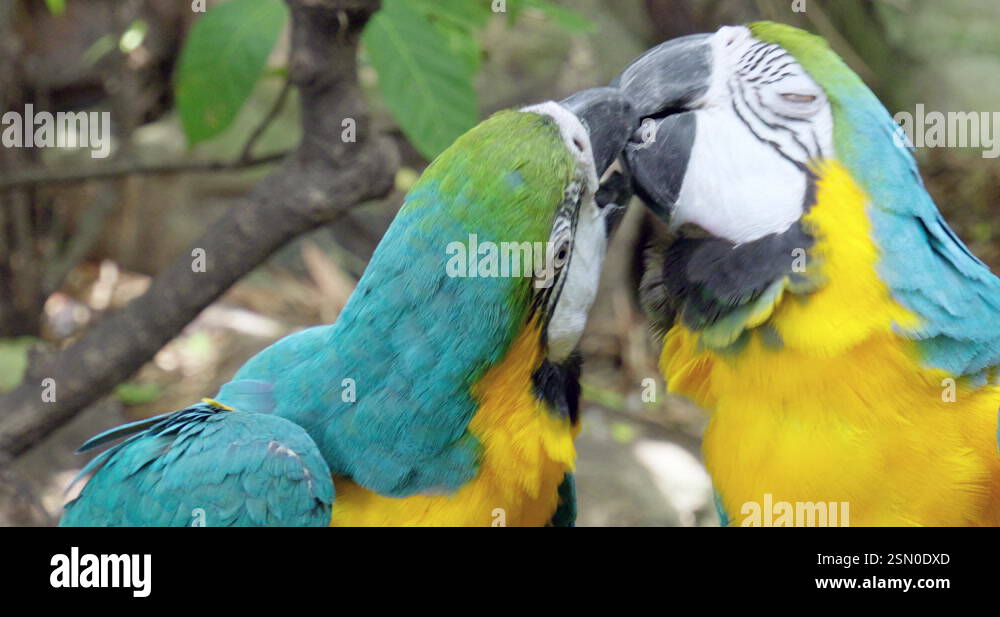 Pecking and preening each other, a pair of blue-and-yellow macaw, Ara ...
