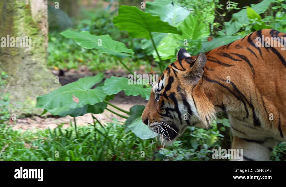 An apex predator, a Malayan tiger, panthera tigris tigris with ...