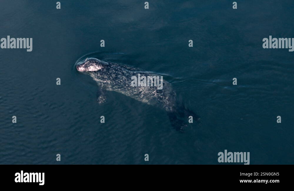 Top Down View of Seal Floating in Blue Glacial Water, Jökulsárlón ...