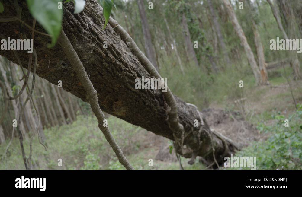 Tangled trunk Stock Videos & Footage - HD and 4K Video Clips - Alamy