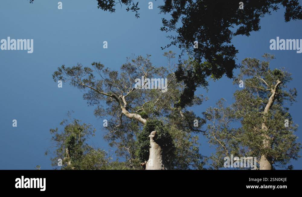 Low angle shot of a eucalyptus tree over 100 years old Stock Video ...