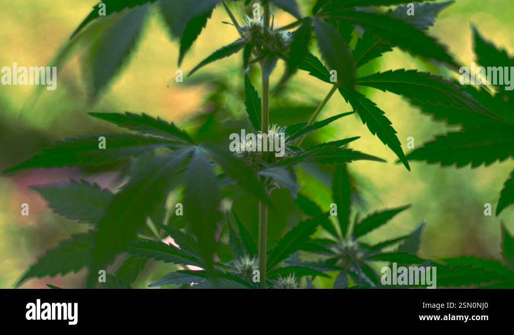 Cannabis Marijuana plant close up. THC drug flower leaf, green buds ...