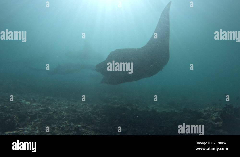 Backlit Manta Rays swimming in slow motion on a coral reef with ...