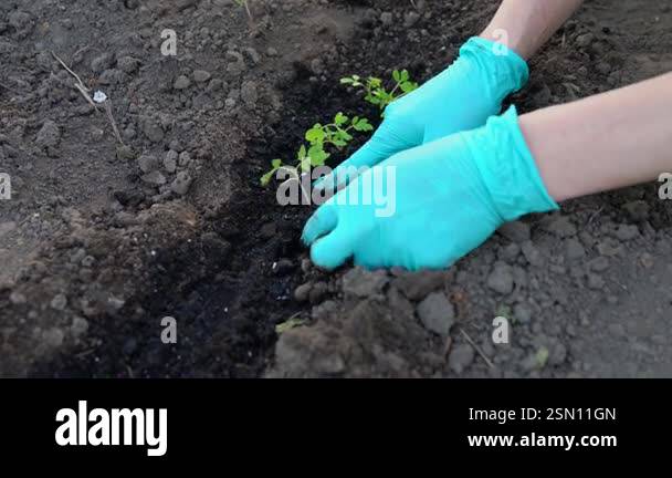 Planting season soil preparation Stock Videos & Footage - HD and 4K ...