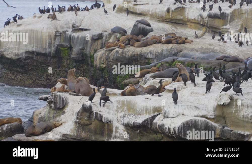 A bustling marine sanctuary where sea lions and cormorants share the ...