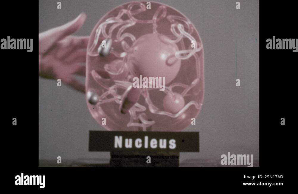 1960s: Magnified nucleus and chromosome in cell. DNA in cell Stock ...