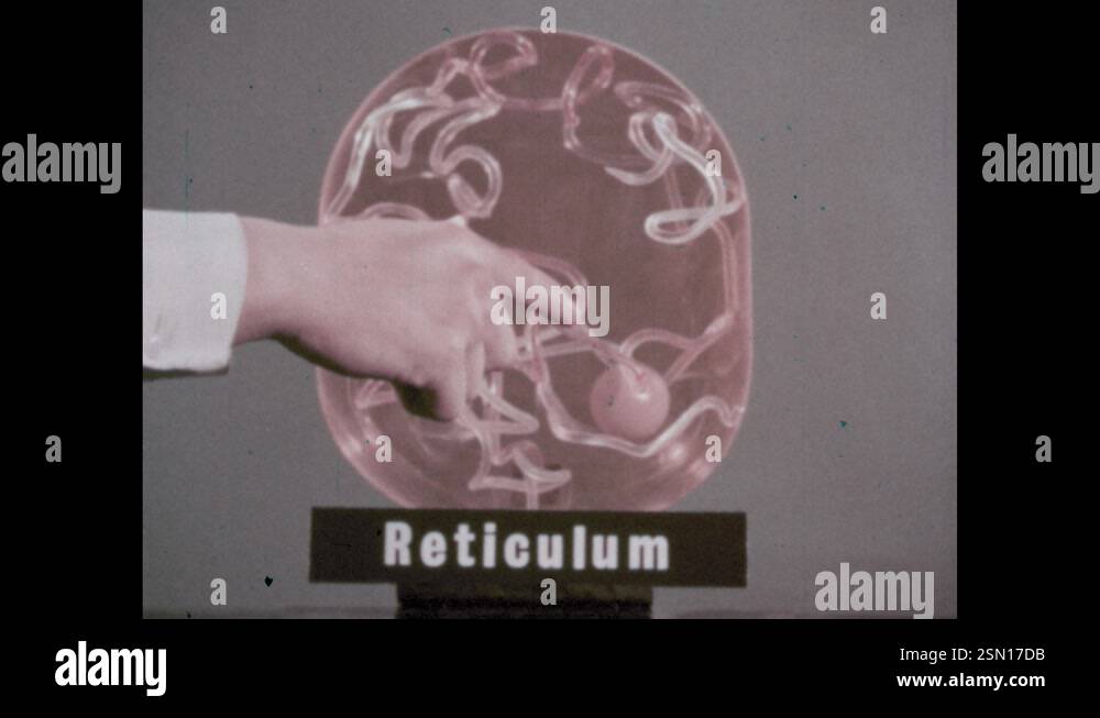 1960s: Plastic model of a cell with mitochondria. Mitochondria of cell ...