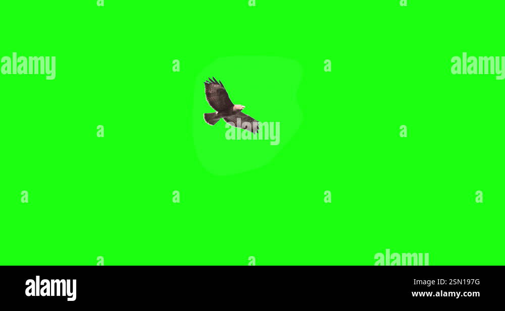Buzzard hawk flying in sky wings spread green screen slow motion Stock ...