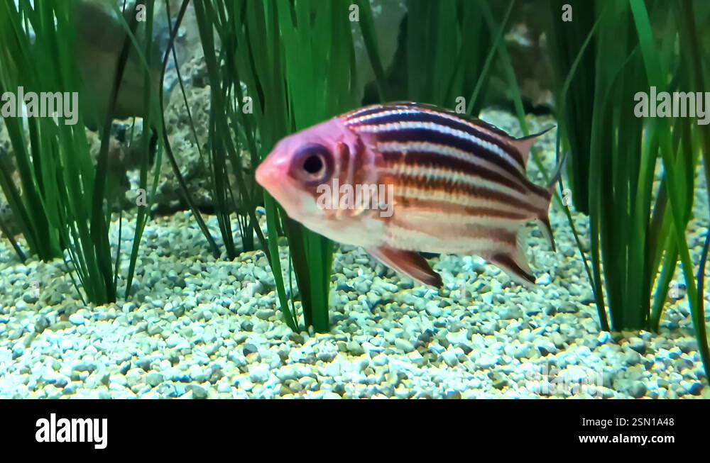 Crown Squirrelfish Fish, Sargocentron Diadema Marine Ray-finned Fish ...