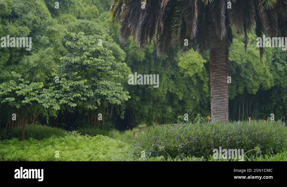 A towering palm tree stands tall in a well-manicured forest in Antigua ...