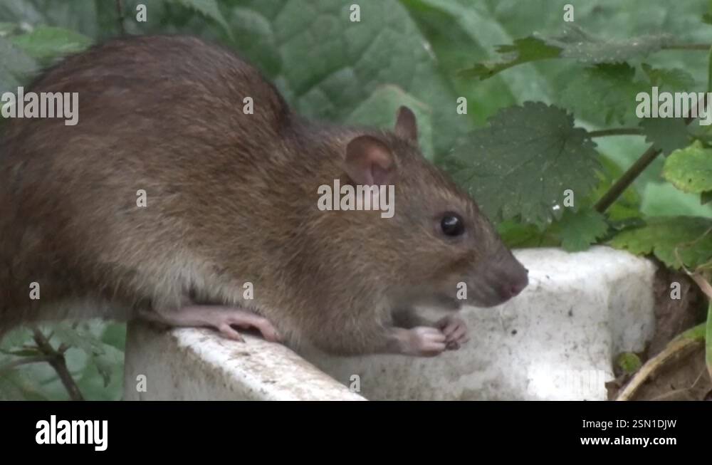 A large adult Brown Rat, Rattus norvegicus, also known as Sewer Rat and ...