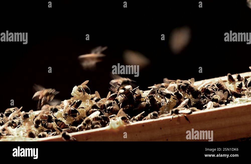 Honeybees move around beehive frame against black background, keystone ...