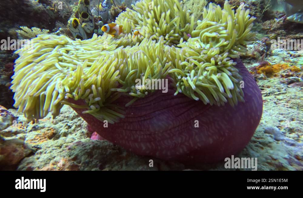 Clown anemone fish nemo Stock Videos & Footage - HD and 4K Video Clips ...