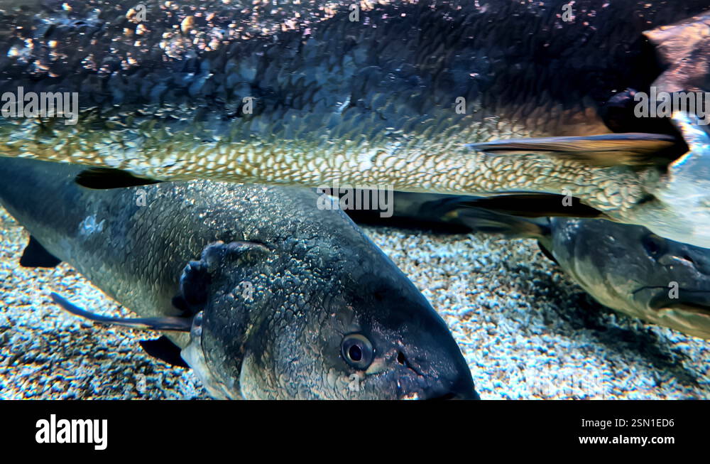 Migratory fish species Stock Videos & Footage - HD and 4K Video Clips ...