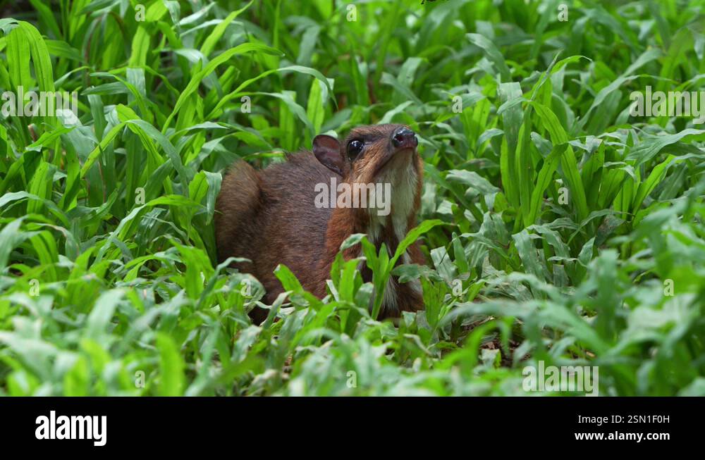 A wild lesser mouse deer (Tragulus kanchil) hides in the grass ...