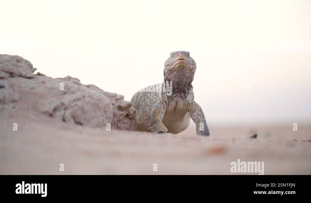 Rack focus on a spiny tailed lizard (dhub) in the desert of Kuwait ...