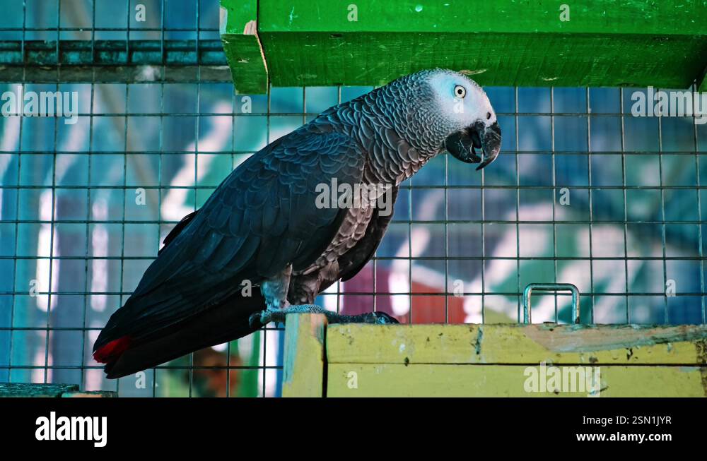 Gray african parrot sits in aviary of zoo. Close-up side view. High ...