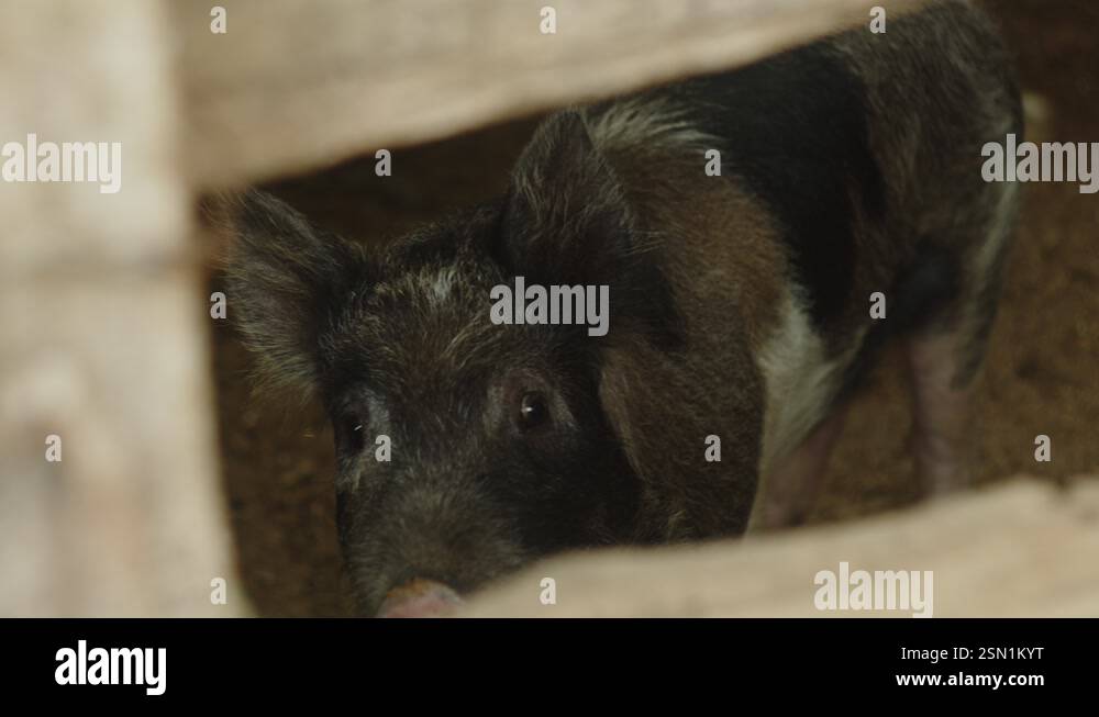 A close up of a pig peeks through a gap in a wooden fence. The animal's ...