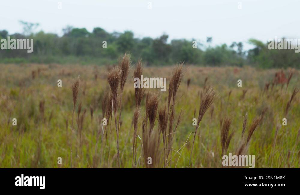 Broomsedge (Andropogon virginicus) is a perennial grass that is native ...