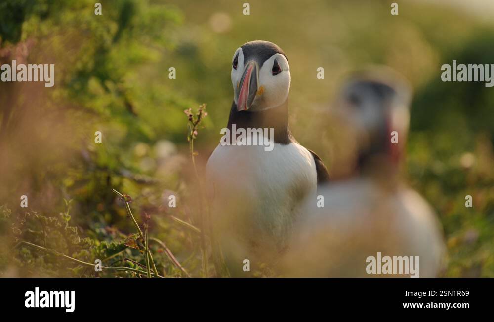 Skomer Island Puffins in UK Birds Shot, Atlantic Puffins on Skomer ...