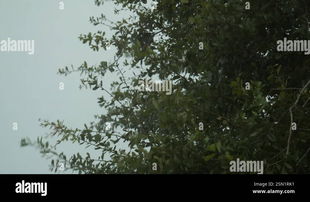 Lightning Over Trees Stock Video Footage - Alamy