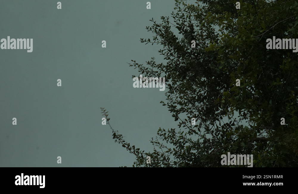 Lightning Over Trees Stock Video Footage - Alamy