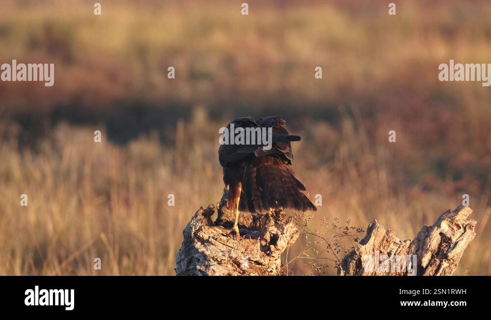 Juvenile Spanish Imperial Eagle Feeding on Stump in Early Morning Light ...