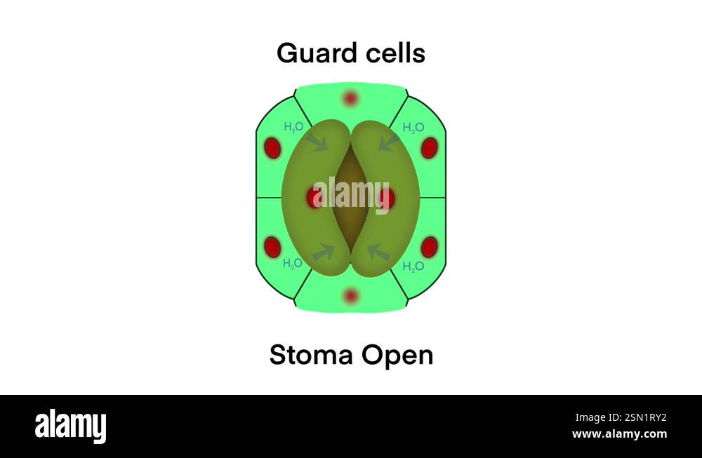 Guard cells, Stoma closing and Stoma opening, microscopic photo of ...