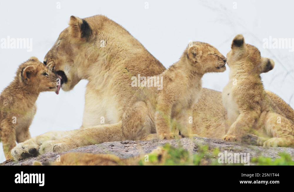 Lions Licking and Cleaning Lion Cubs, Mother Lioness and Pride of Lions ...