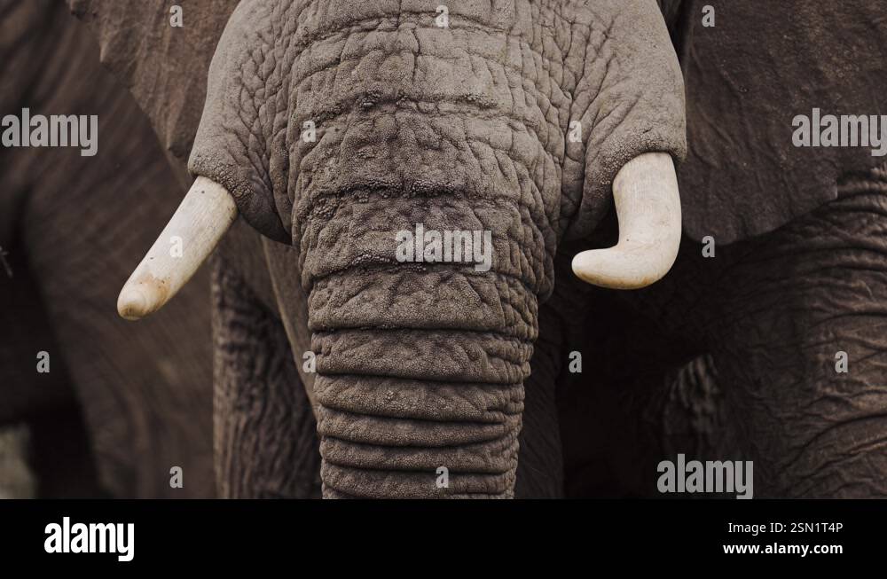 African Elephant Trunk Close Up Extreme Detail in Serengeti National ...