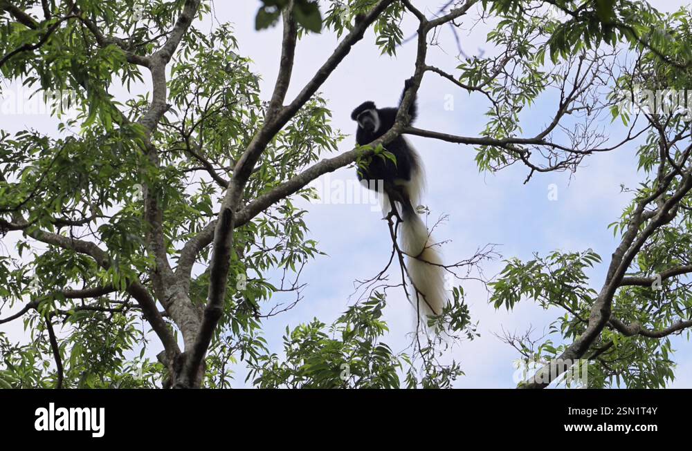 Monkey Jumping in Forest Trees in Africa, Black and White Colobus ...