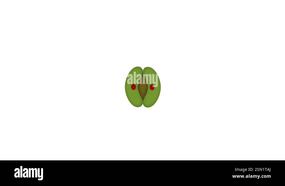 Leaf cells microscope magnification, Guard cells, Stoma closing, Stoma ...