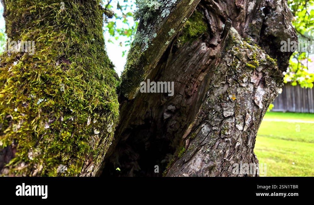 Inside view of a broken bark of tree. Closeup shot Stock Video Footage ...