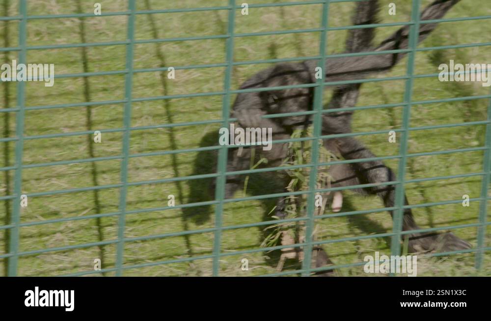 Green monkey bars Stock Videos & Footage - HD and 4K Video Clips - Alamy