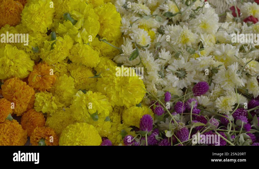 fresh ripe flowers preparing for pookalam during Onam festival in ...