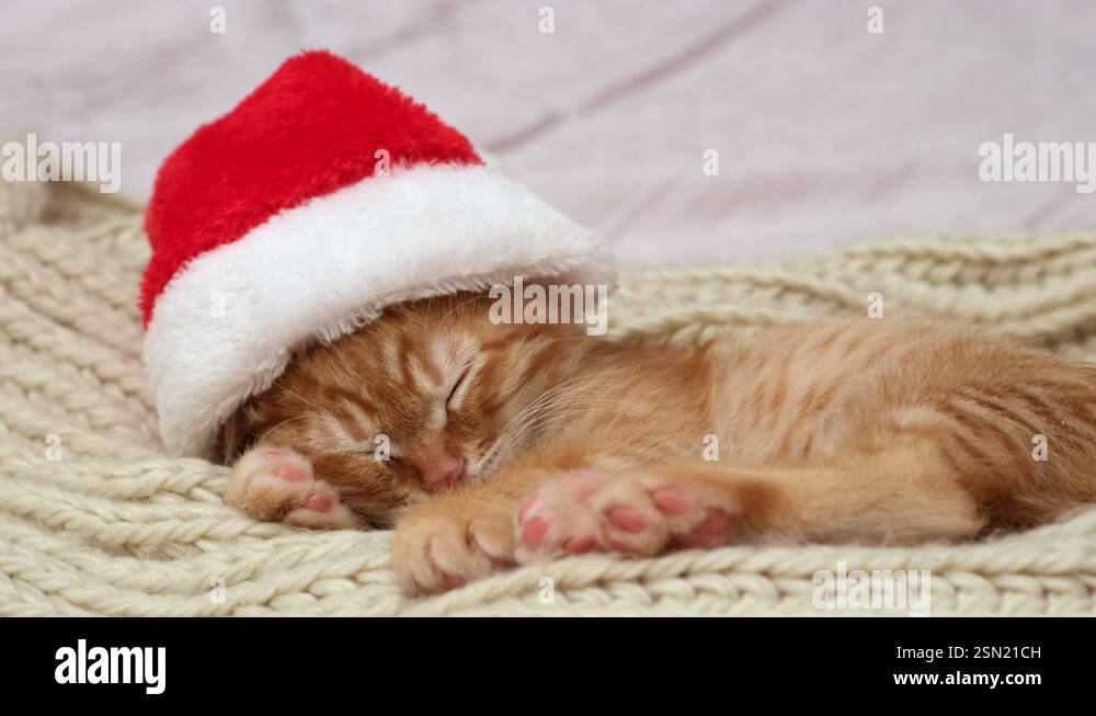 Ginger Christmas cat wearing Santa Claus hat sleeping on beige scarf ...
