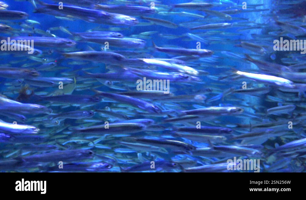 Schools of Japanese anchovy fish, Engraulis japonicus, swimming ...